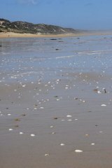 Pipi harvest sparks concern