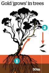 Eucalypts reveal their veins of gold