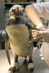 Current events leave exhausted penguins all washed up