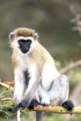 The world's eight most annoying animal encounters