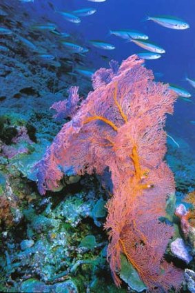 WA reefs 'under oil and gas threat': WWF