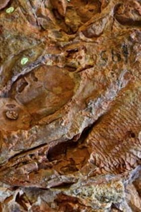 Decades of neglect for one of Australia's best fossil deposits