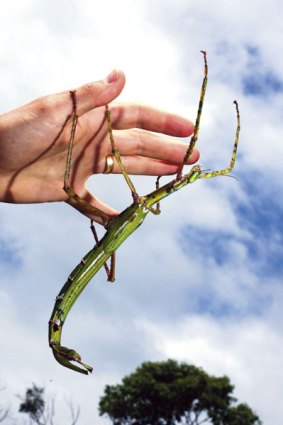 Popular, even if they play hard-to-pet