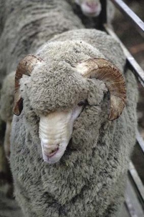 Writing on the sheep's back