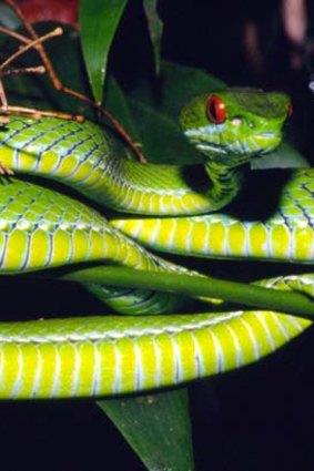 Here's the good news: 126 new species discovered in Greater Mekong