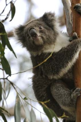 Koalas at risk with climate change