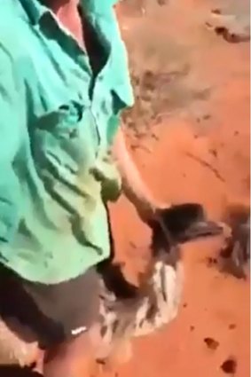 Emu rider 'used dead pig to build muscles'