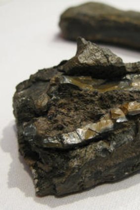 Prehistoric fossil confirms tusked mammal ancestor