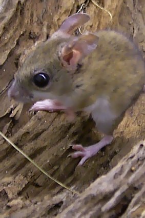 Clues to the appetite of mice and men