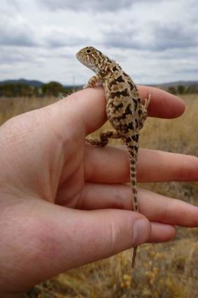Hope rises for earless dragons as population hits high