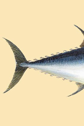 Tuna breeding shows 'billion-dollar' promise