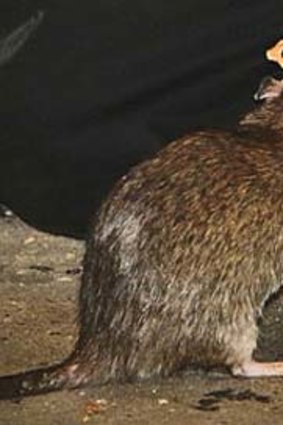 Rats make New York commuters snap