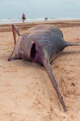 Swordfish death a mystery