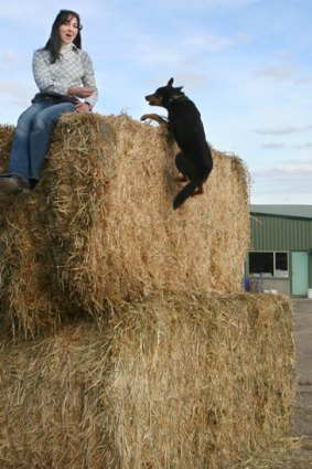 Tall-puppy syndrome grounds Riley, the wonder dog who flew too high
