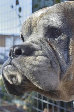 Pet boxer Maxie shot through the head