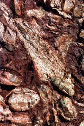 Fish for fossils and treasures