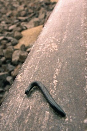 Perth millipedes shoot to international fame