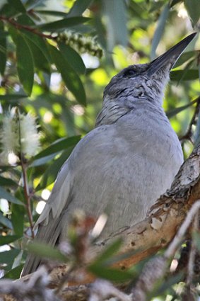 One-in-a-million white magpie spotted in Belmont