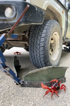 Christmas Island red crab migration: 'Crab-mobile' car wheel attachment ...