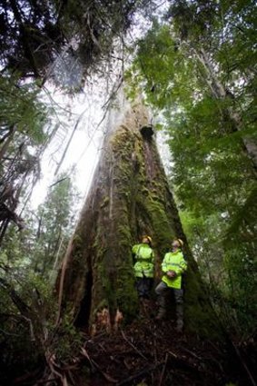 World's tallest hardwood tree found in Tasmania