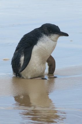 Fairy penguin spotted on Fraser Island