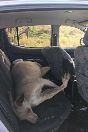 Warning after crash involving kangaroo leaves man critically injured