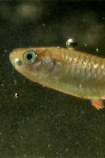 Hope springs eternal for besieged blue-eye