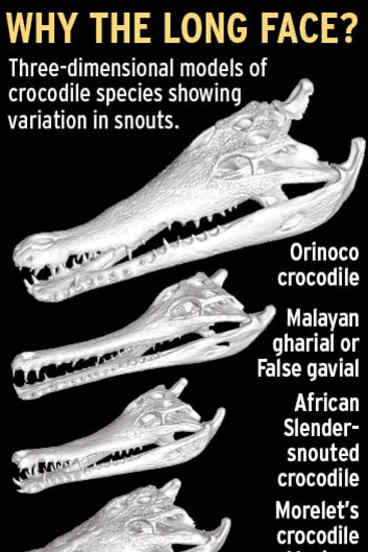 Study on crocodile snouts covers the long and the short of it