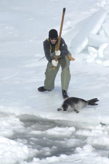 Canada braces for controversy as seal hunt begins