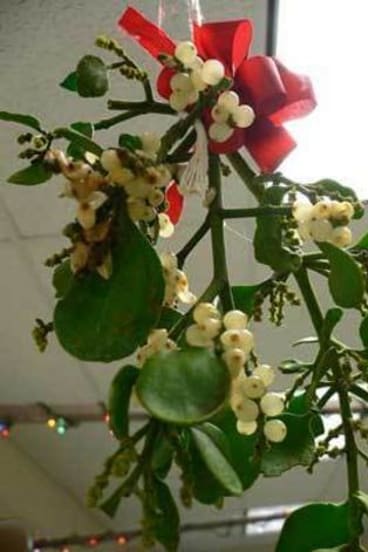 The mistletoe: it's as Australian as the gum tree