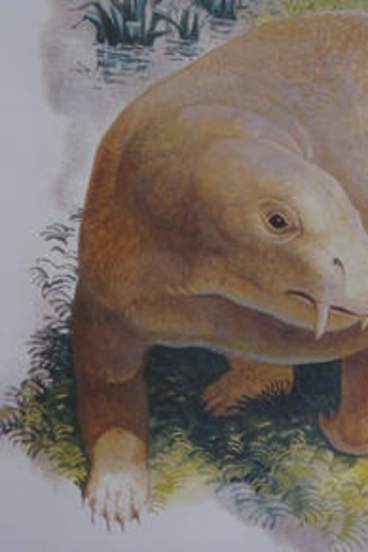 Prehistoric fossil confirms tusked mammal ancestor