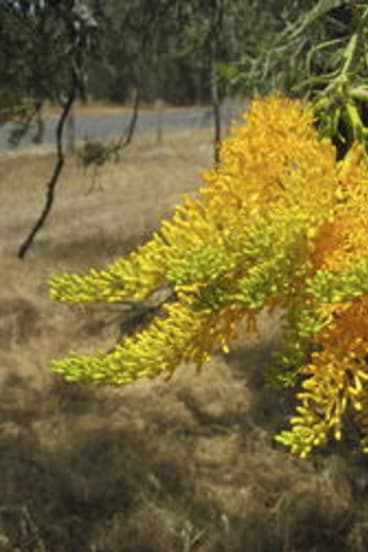 The mistletoe: it's as Australian as the gum tree
