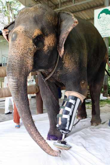 Thai elephant damages newly fitted artificial limb