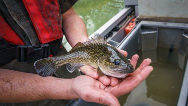By Cod! Marathon Golden Perch journey something to Carp about