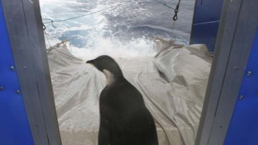 Happy Feet released back in ocean