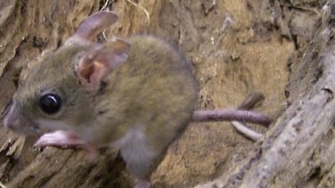 Mouse diet improves appetite research