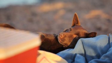 Real magic of Red Dog, alias Koko, comes from within and can't be trained