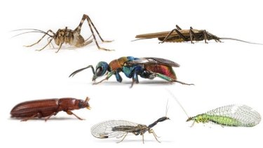 Scientists have built a family tree to map the journey of insects on ...