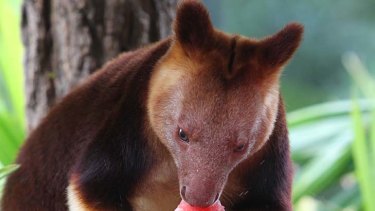 Hot to be the new normal as species struggle