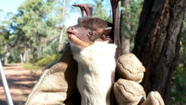Bat pack stick to their roots in a manner of squeaking