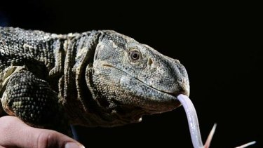 Scientists take heart over lizard venom