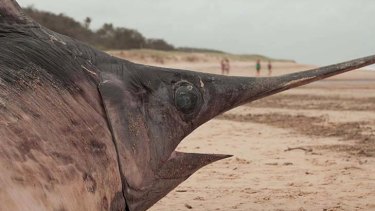 Swordfish death a mystery