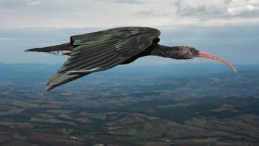 Bird formations proven to be aerodynamic