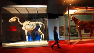 Phar Lap's hide, bones and spirit united in Melbourne