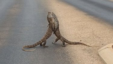 Giant lizards filmed in fight for territory in middle of Exmouth road