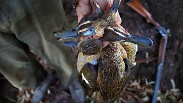 Boy, 10, shoots man on duck hunt