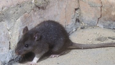 Rats were framed for the Black Plague