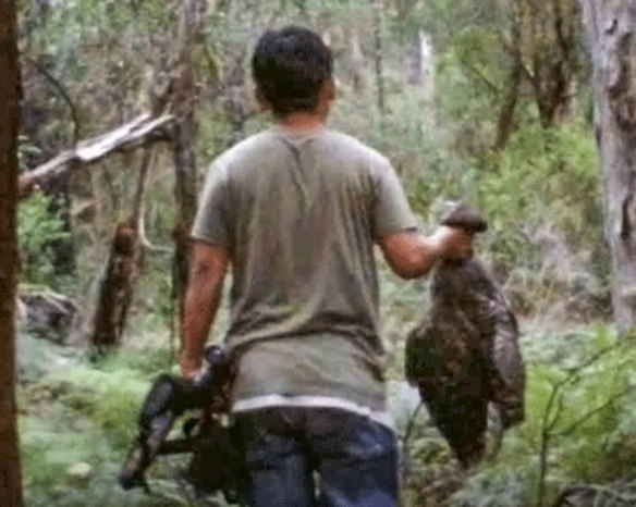 Men sought after ‘endangered powerful owl’ shot dead in state forest