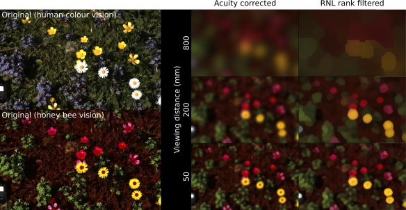 See like a bee: Free download lets us look through animal eyes