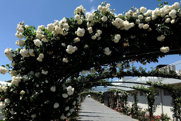 Flemington's famous roses